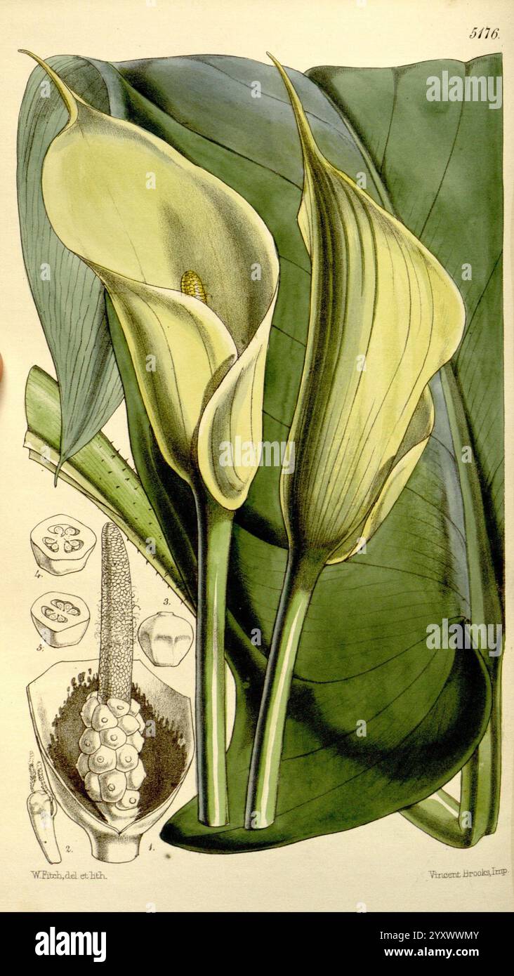 Curtis's, Botanical, Magazine, London, New York, Botany, Periodicals ...