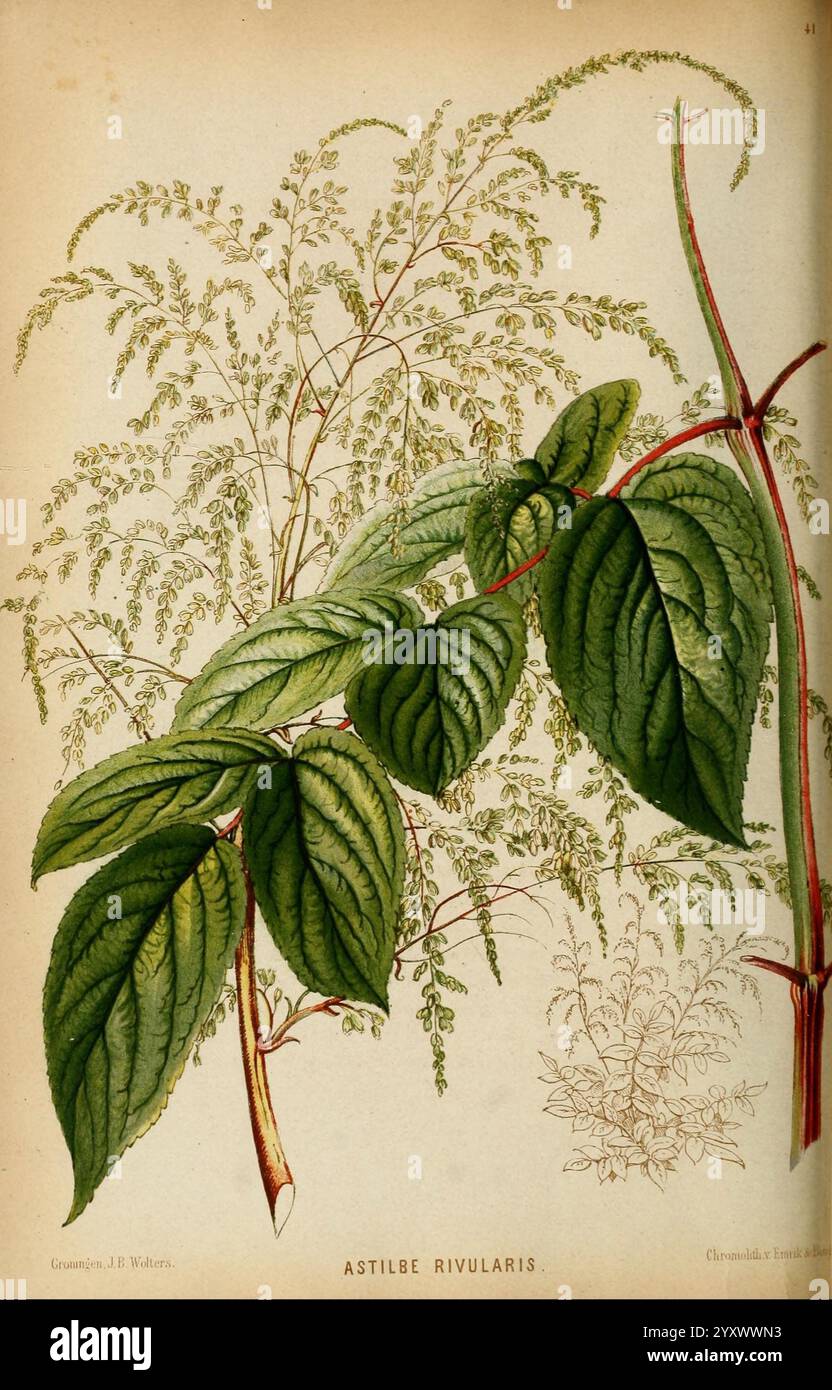 Plantentuin groningen hi-res stock photography and images - Alamy