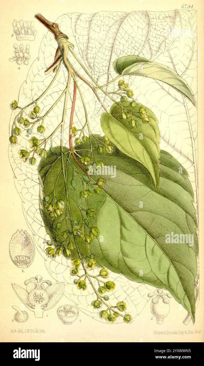 Budding flowers alongside large hi-res stock photography and images - Alamy