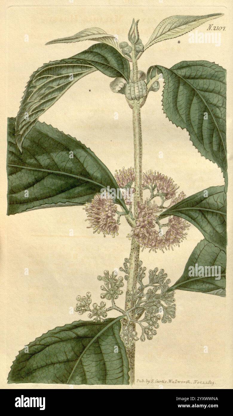 Family lamiaceae southeast asia hi-res stock photography and images - Alamy