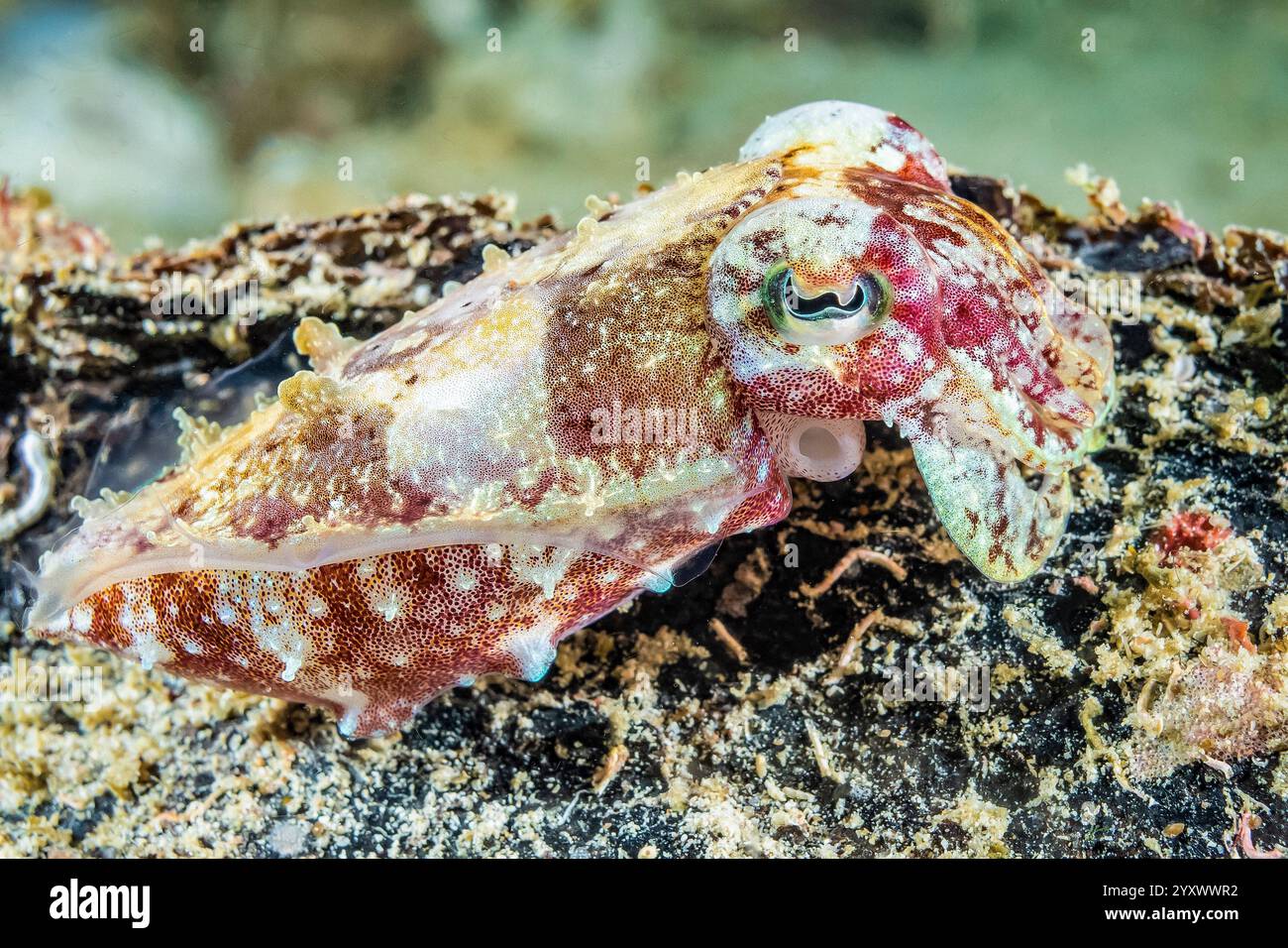 Dwarf cuttlefish sepia bandensis hi-res stock photography and images ...