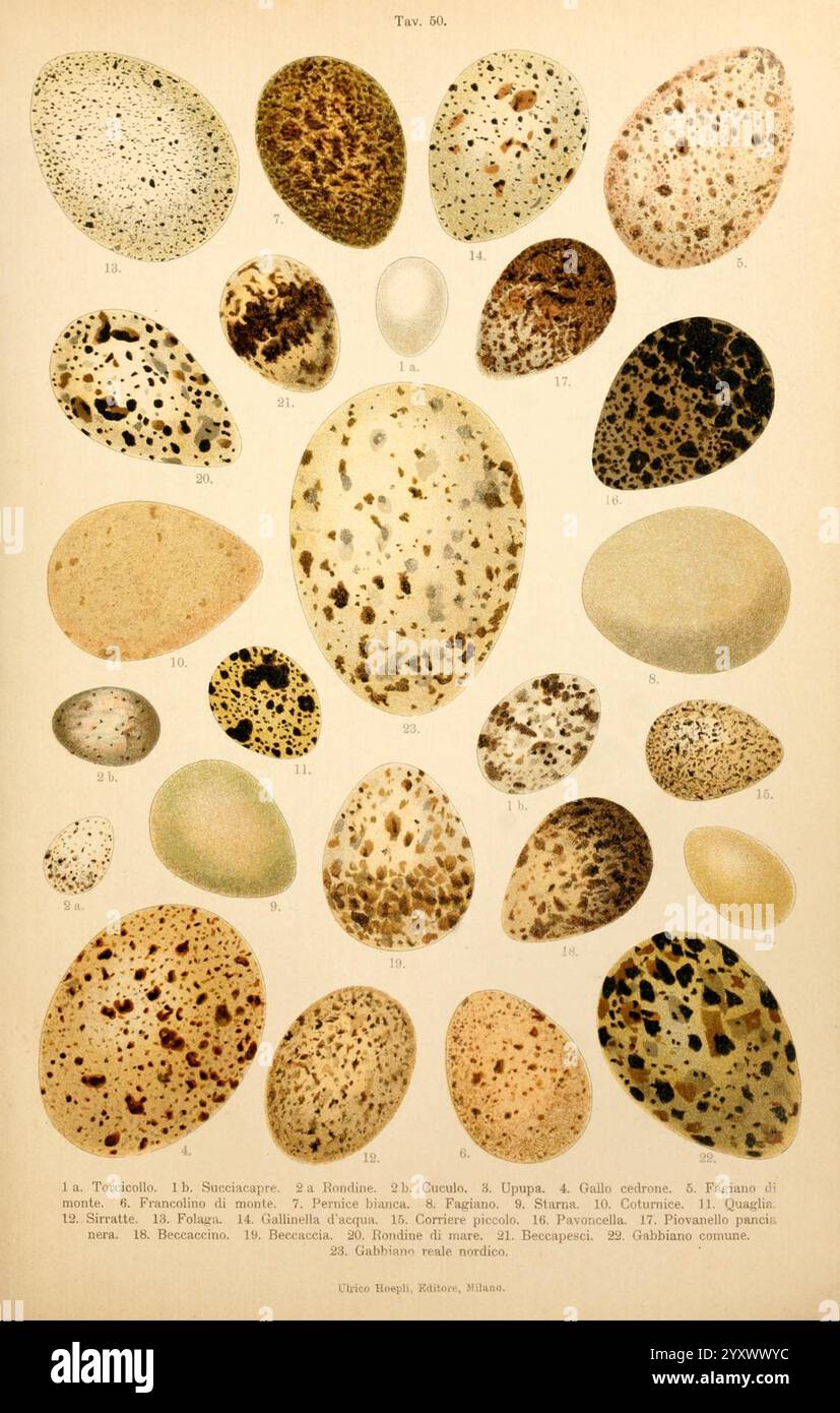 Various eggs displayed hi-res stock photography and images - Alamy