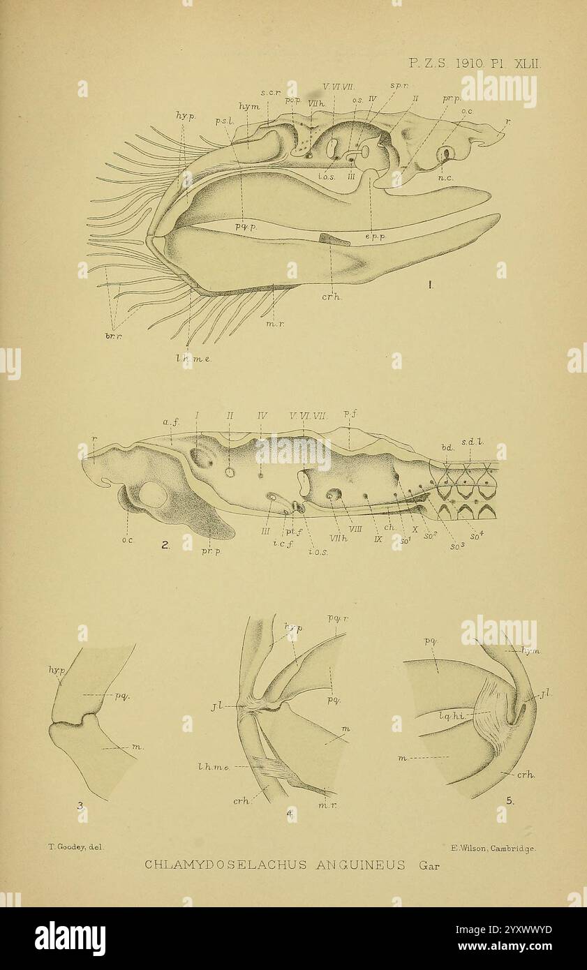 Understanding shark anatomy hi-res stock photography and images - Alamy