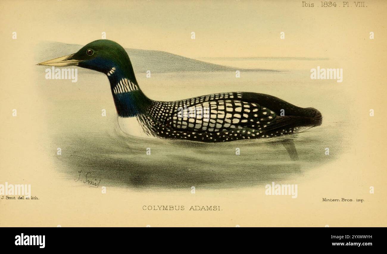 Distinctive coloration pattern hi-res stock photography and images - Alamy