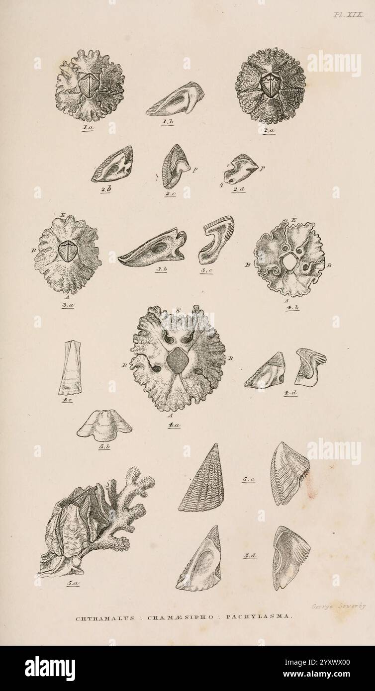 Evolution of bivalves hi-res stock photography and images - Alamy