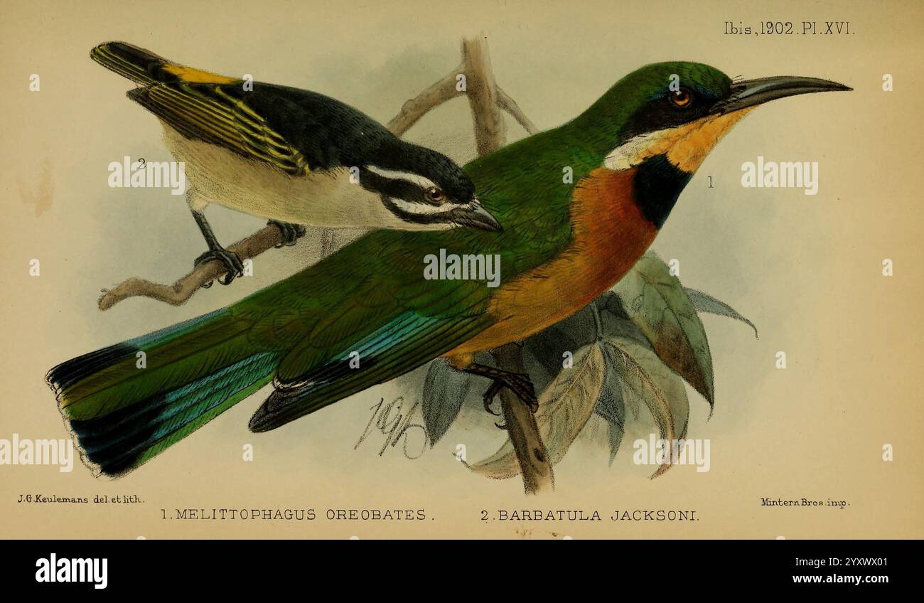 Cinnamon chested bee eater barbatula jacksoni taxonomy hi-res stock photography and images - Alamy