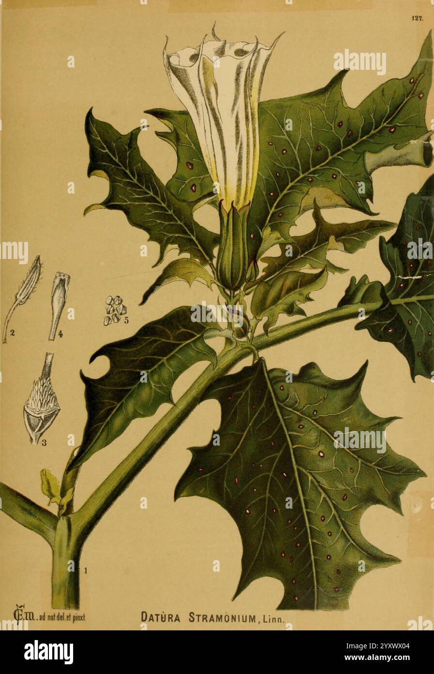 Small drawings of seed capsules hi-res stock photography and images - Alamy