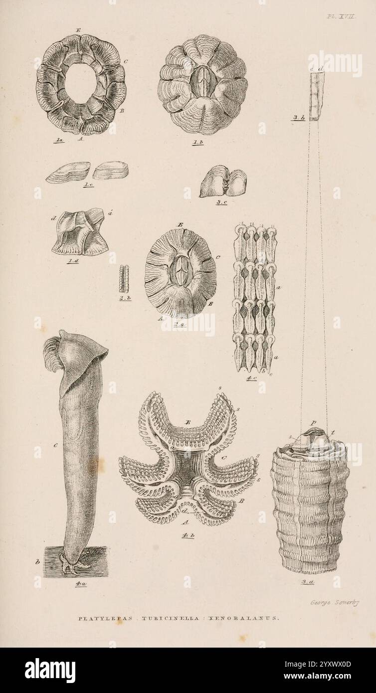 Elongated siphons hi-res stock photography and images - Alamy