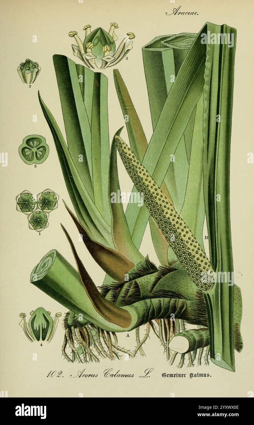 Flora von Deutschland, Österreich und der Schweiz. Gera, Zezschwitz ...