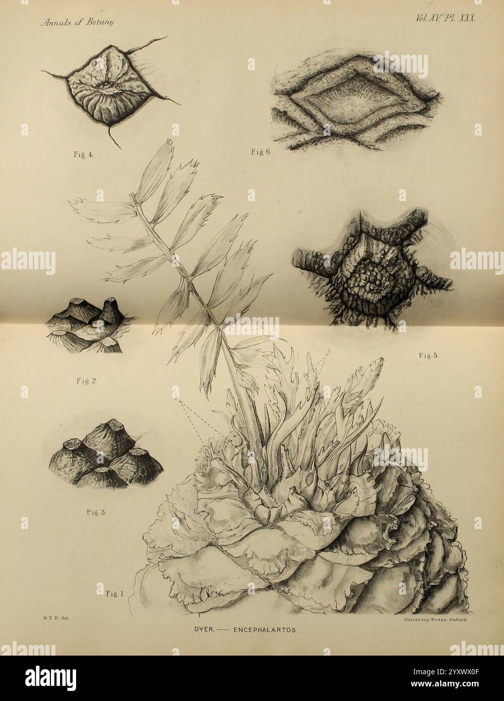 Annals of Botany, London, botany, periodicals, plants, The illustration ...