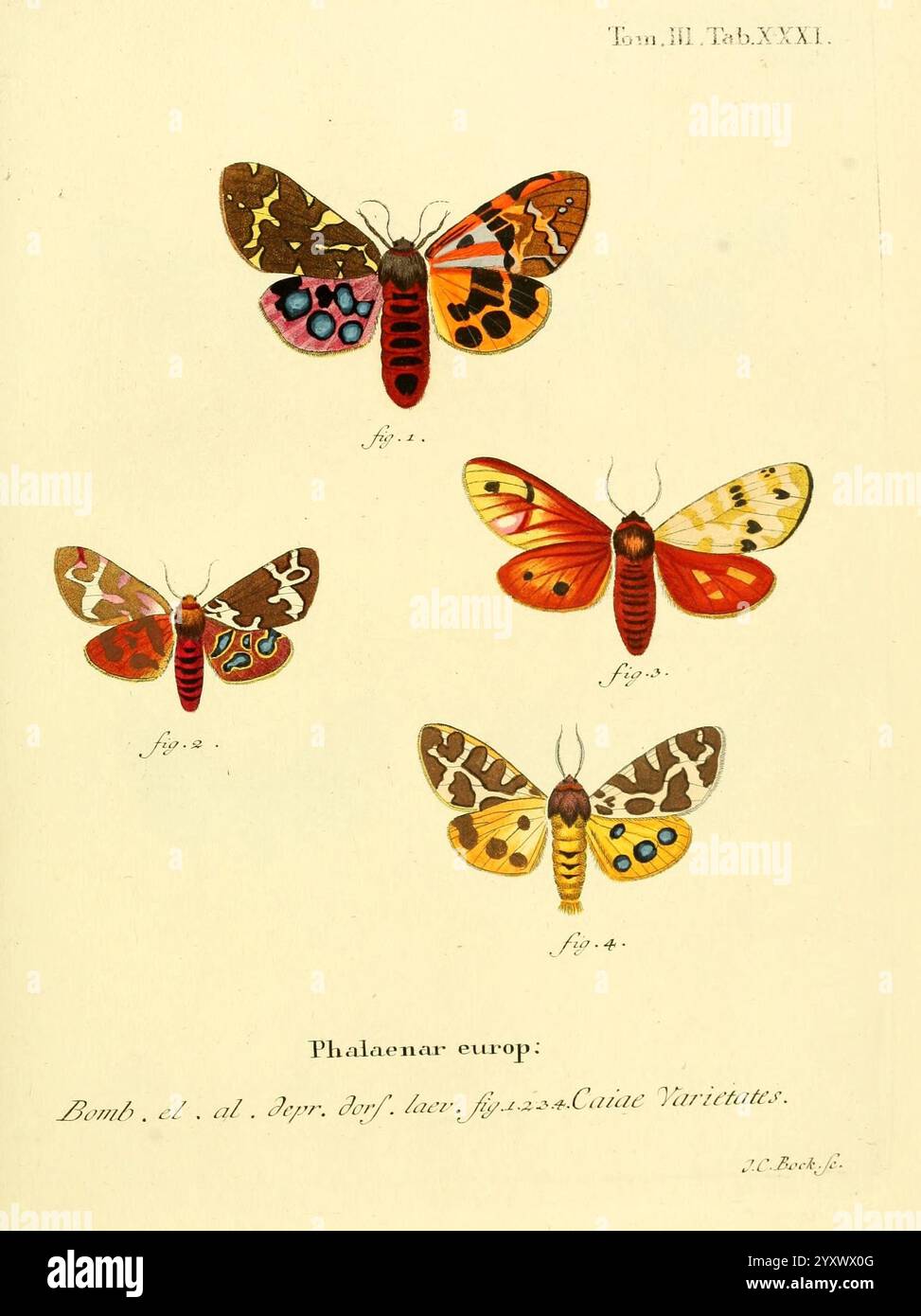 Bottom right moth presents hi-res stock photography and images - Alamy