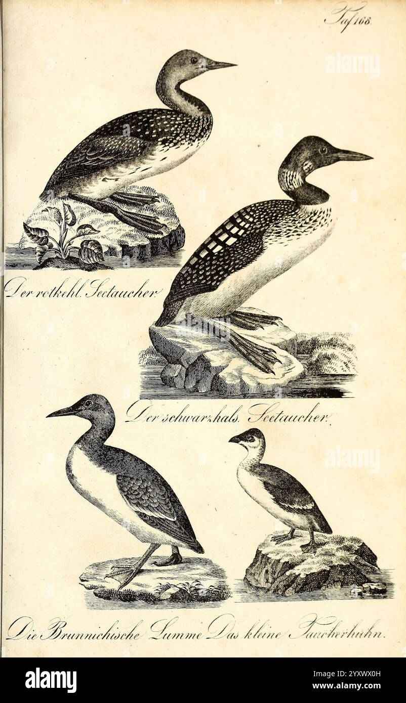 Four distinct aquatic bird species hi-res stock photography and images - Alamy