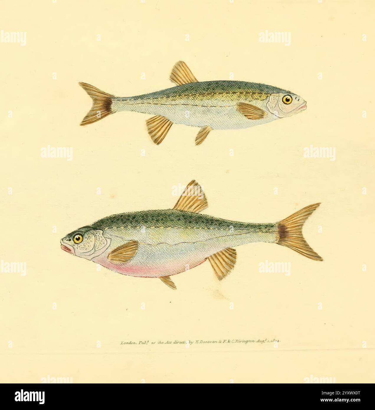 The natural history of British fishes, London, Printed for the author ...