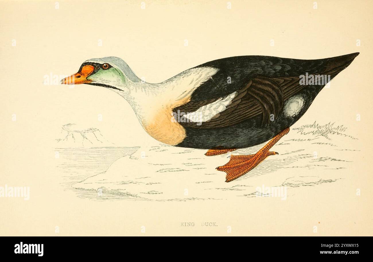 A history of British birds,1863-1866?, Great Britain, birds, Somateria ...