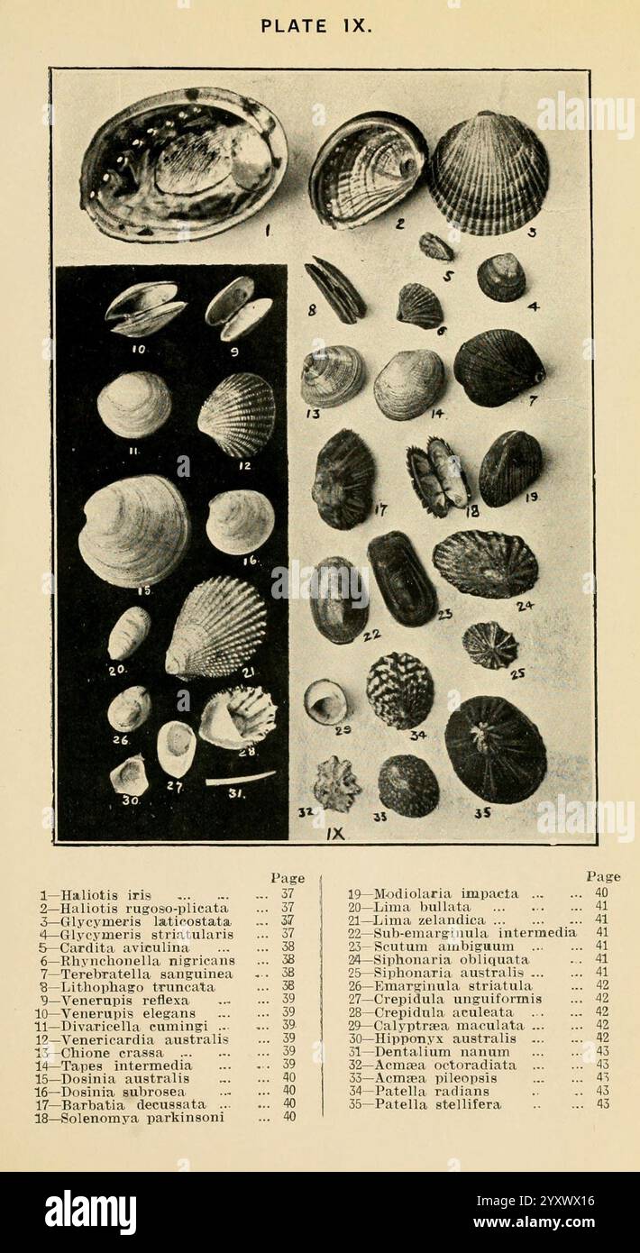 Venericardia australis hi-res stock photography and images - Alamy