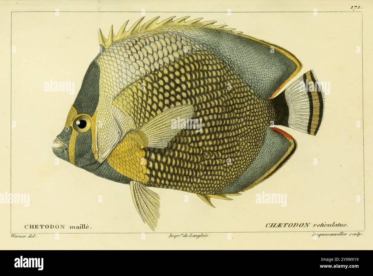 Histoire naturelle des poissons, Paris, Chez F. G. Levrault, 1828-1849 ...