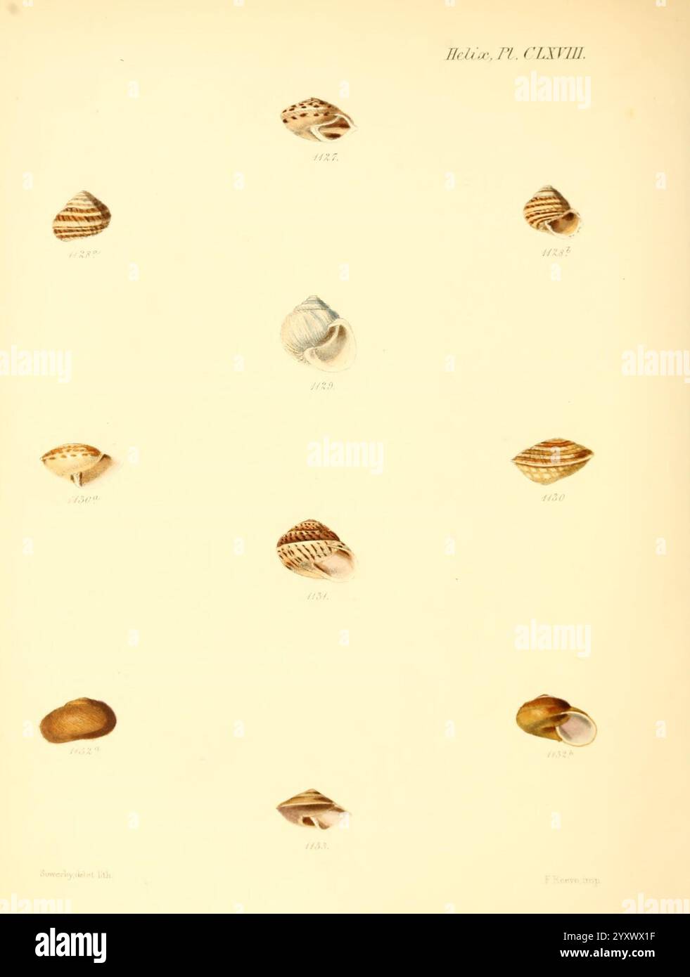 Conchologia iconica, or Illustrations of the Shells of Molluscous ...