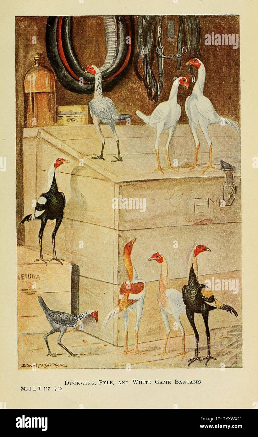 Various bantam chickens hi-res stock photography and images - Alamy