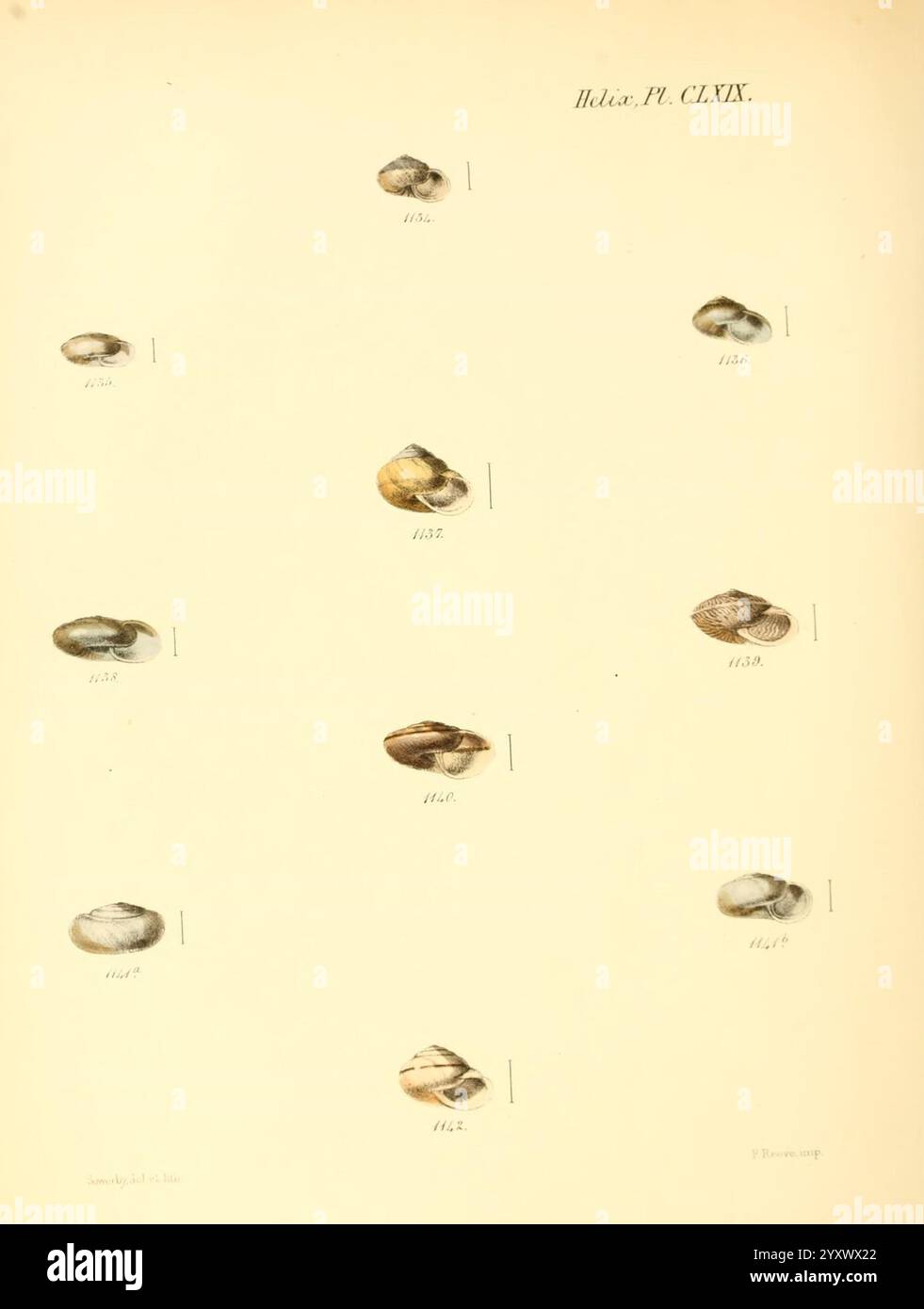 Conchologia Iconica, or Illustrations of the Shells of Molluscous ...