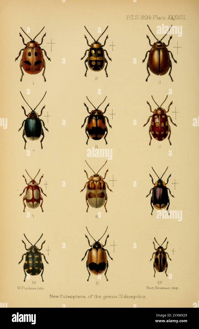 Systematic display of various beetles hi-res stock photography and ...
