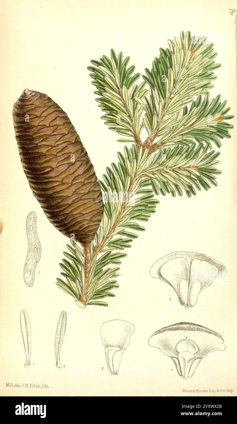 Curtis's Botanical Magazine London New York Botanical Illustration ...