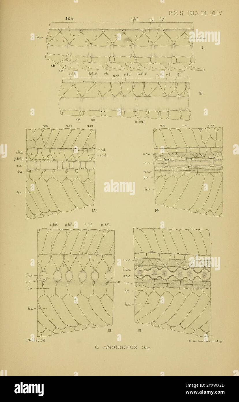 Cross sectional views highlighting hi-res stock photography and images ...