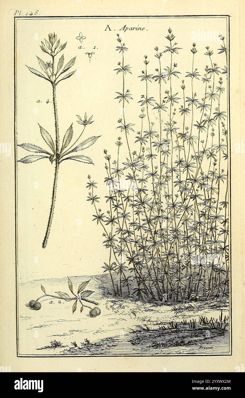 Les figures des plantes et animaux d'usage en medicine, Paris, Desprez ...