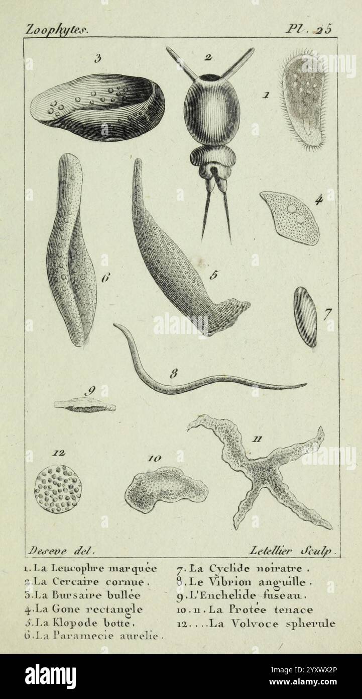 Various microscopic organisms labeled hi-res stock photography and images - Alamy