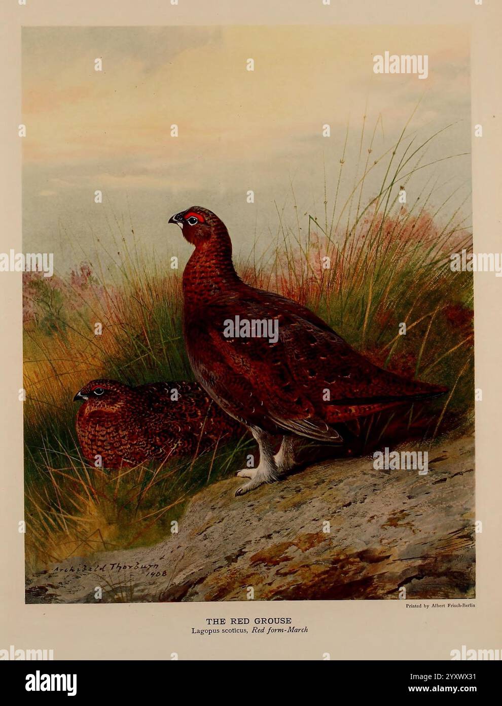 Two red grouse set hi-res stock photography and images - Alamy