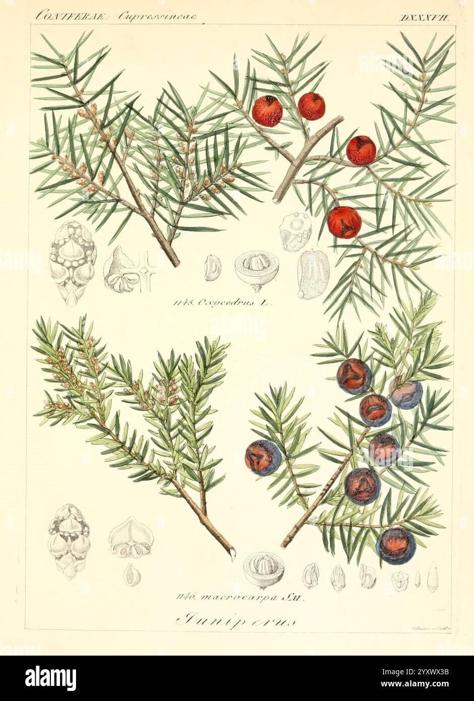 Junipers characteristics hi-res stock photography and images - Alamy