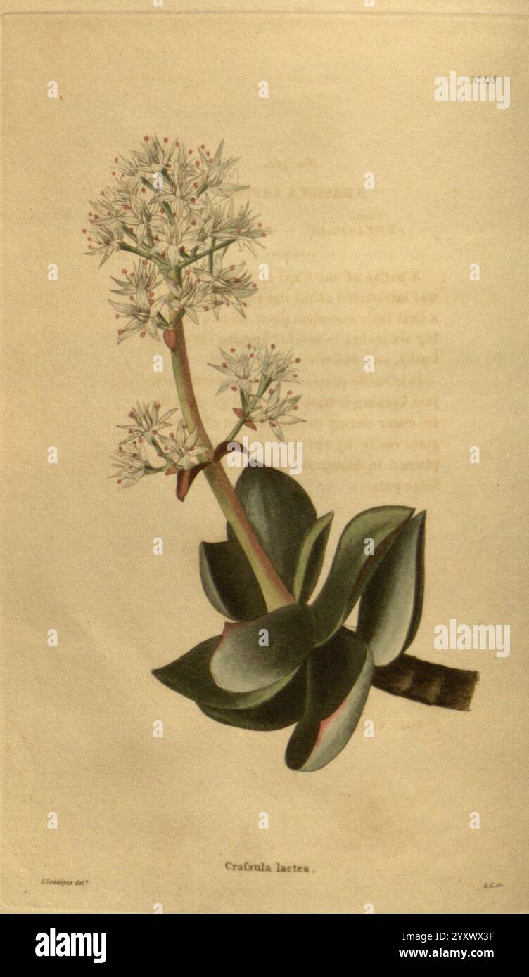 The botanical cabinet London John Arthur Arch 1817-1833.jpg, A ...