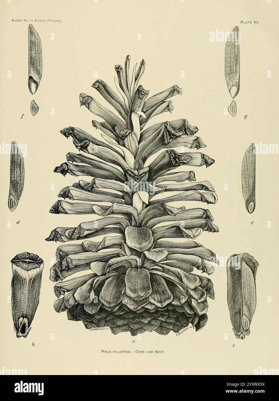 Species pinus palustris hi-res stock photography and images - Alamy