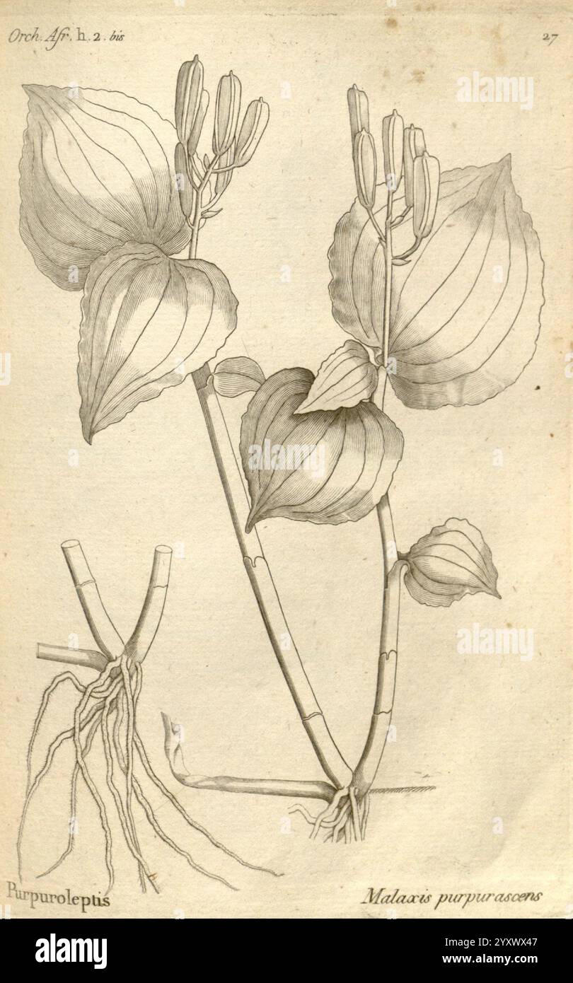 Plant malaxis purpurascens hi-res stock photography and images - Alamy