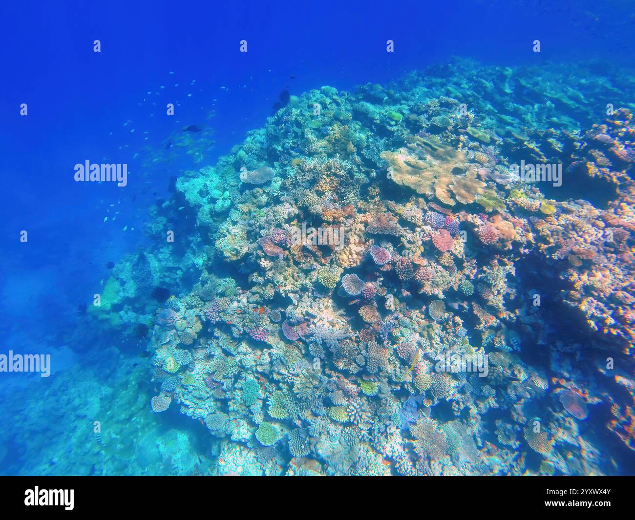 Coral reef off the coast of Gee island in Ouvea lagoon, Loyalty Islands ...