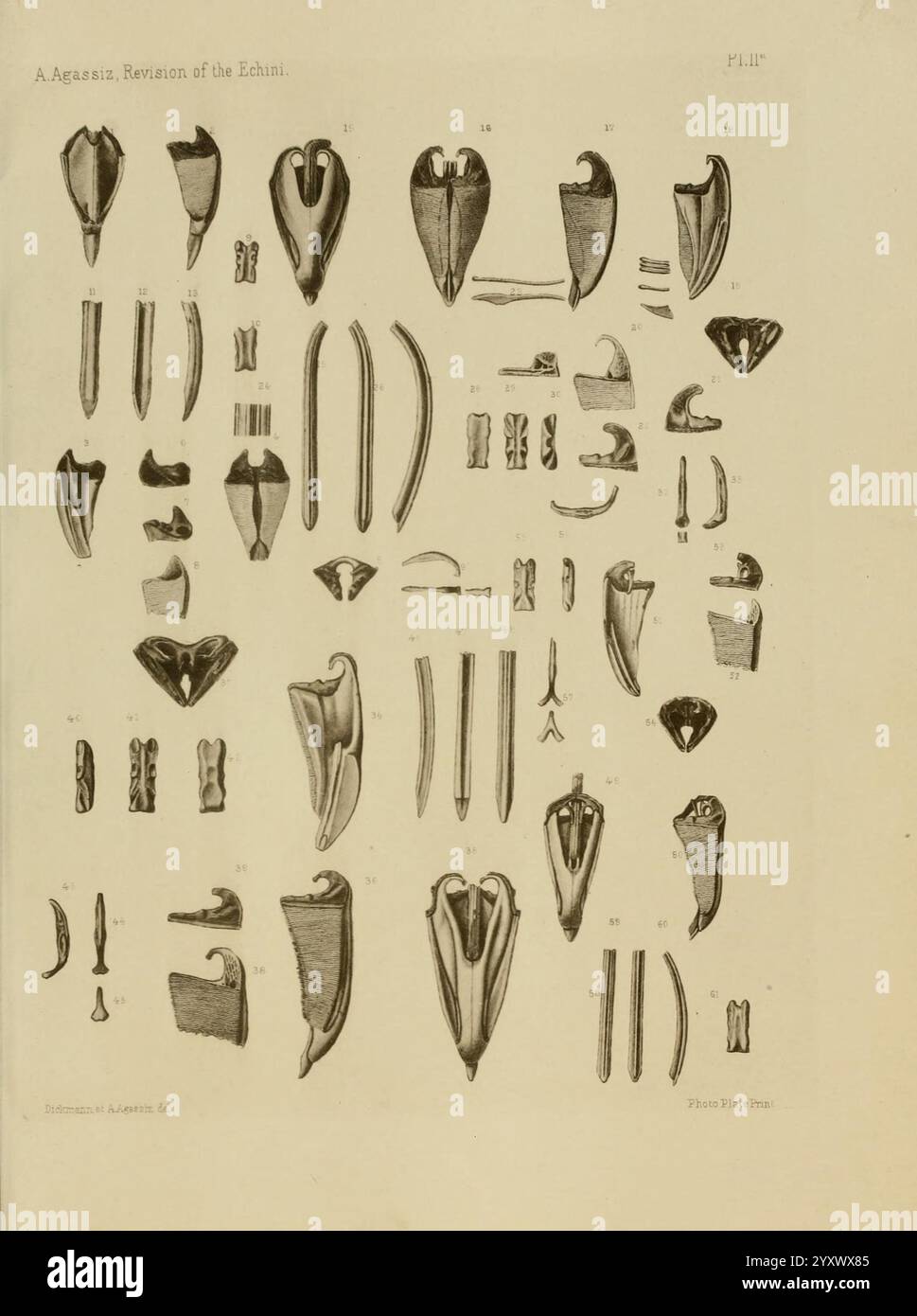 Echinoid forms hi-res stock photography and images - Alamy