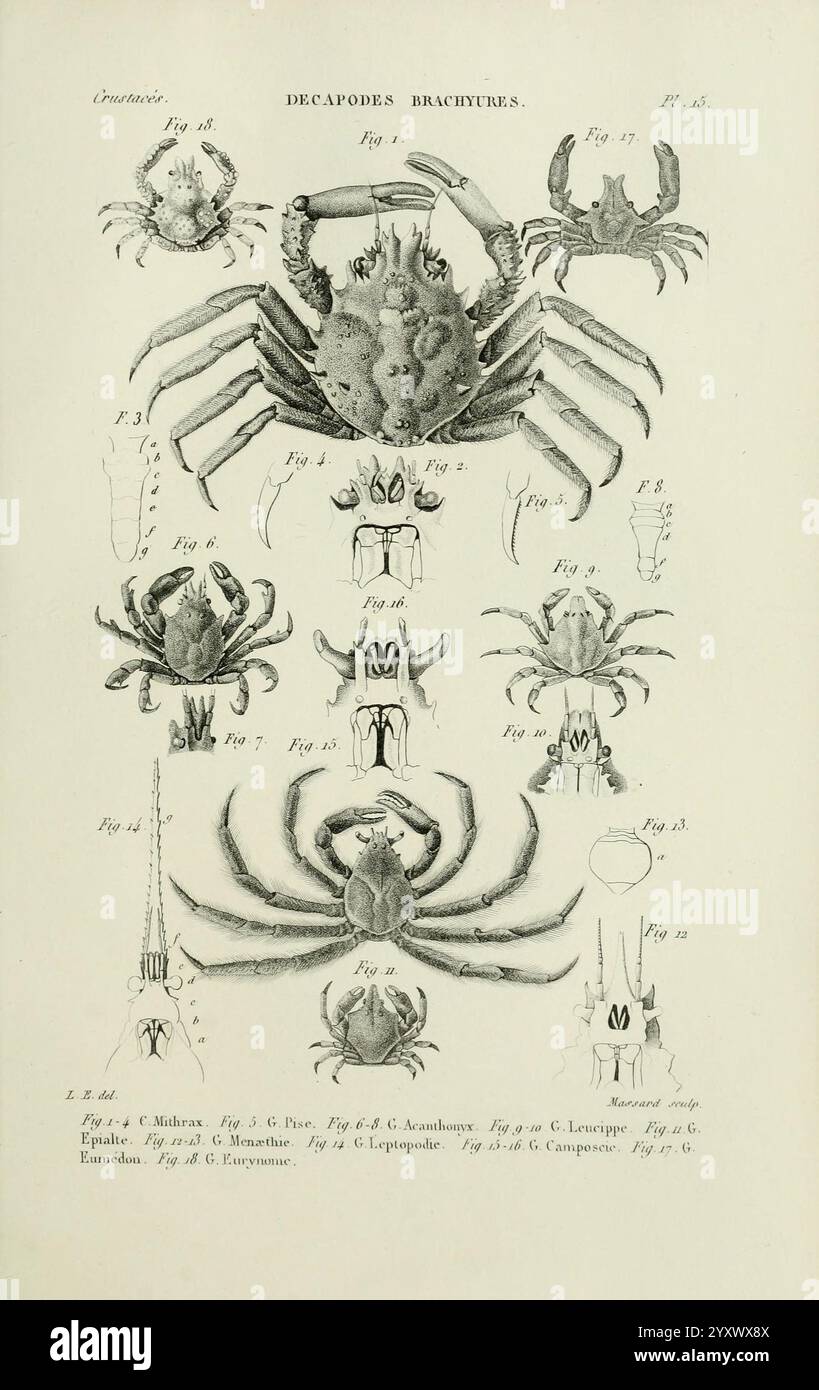 Highlight specific physical characteristics hi-res stock photography ...