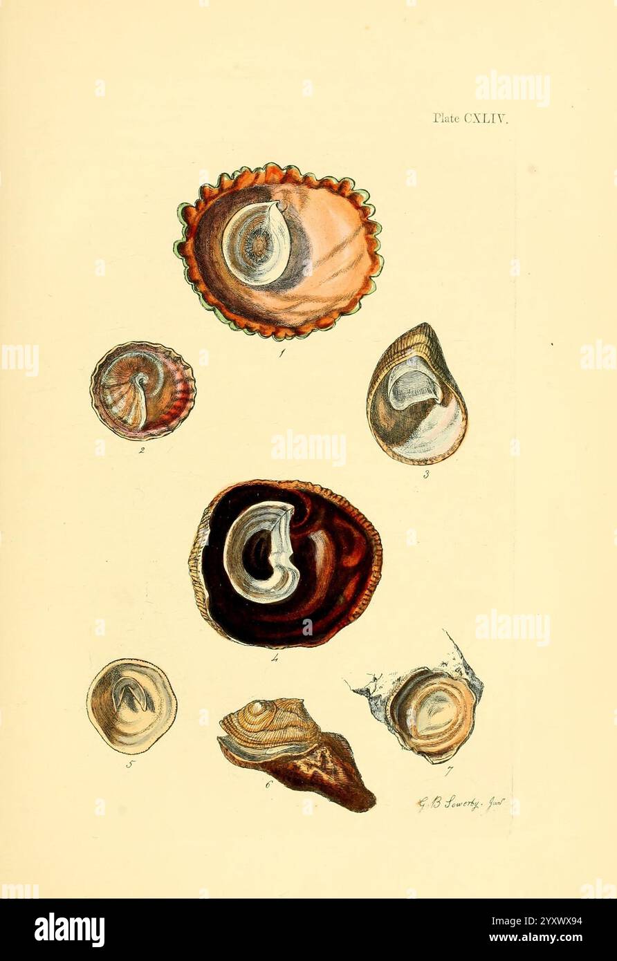 Labeled section showcases unique forms hi-res stock photography and ...