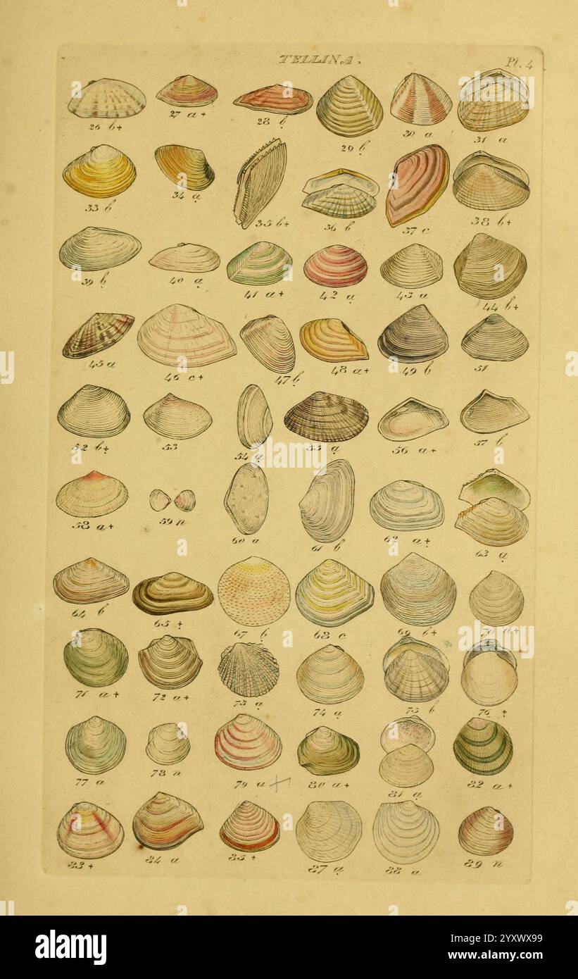 Detailed chart showcasing hi-res stock photography and images - Alamy