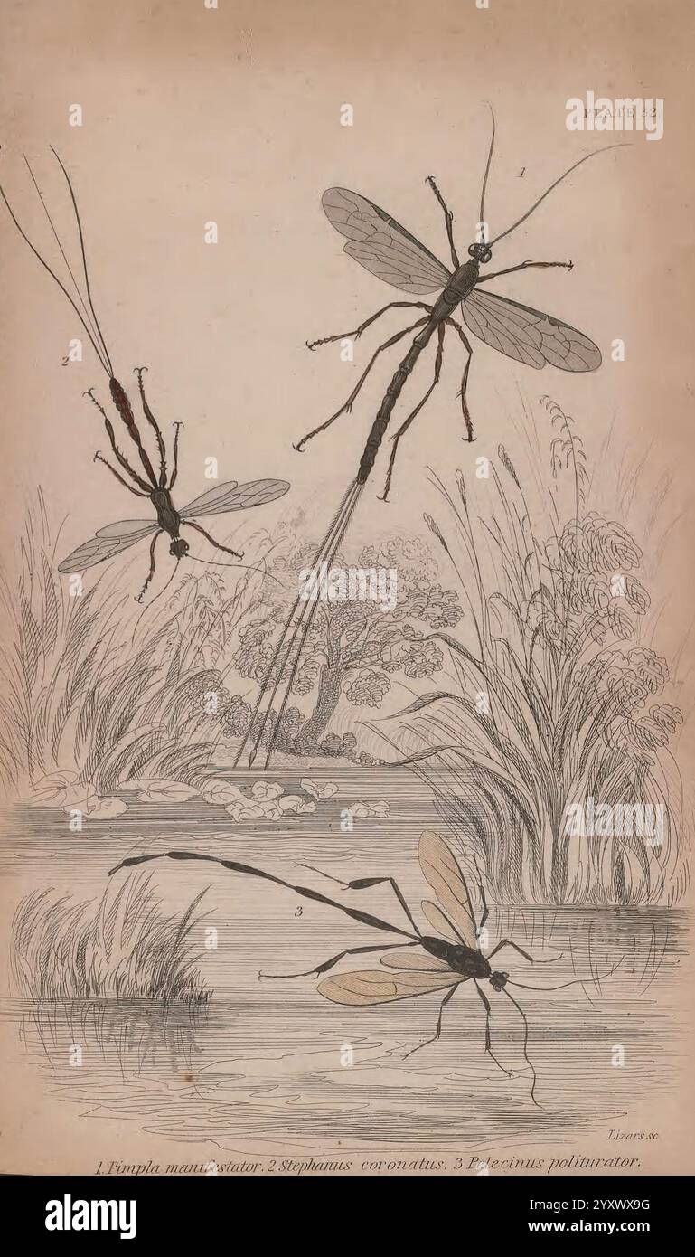 The naturalist's library Edinburgh, W. H. Lizars, etc. 1833 ...