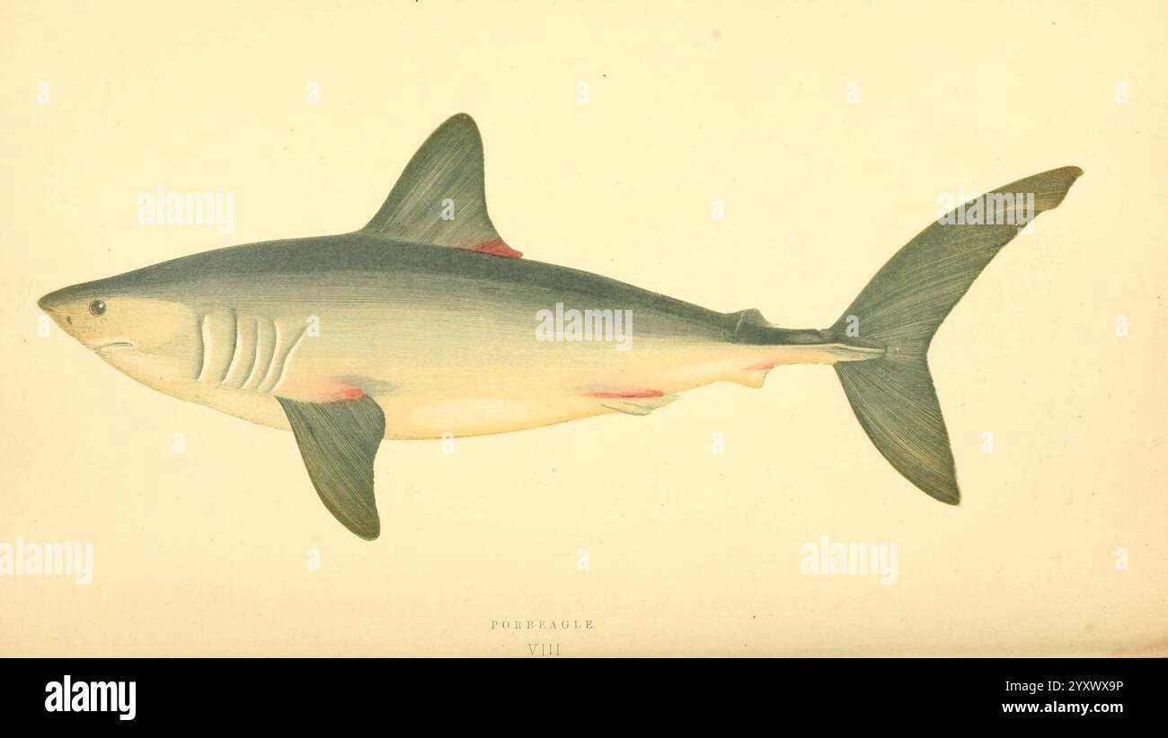 A history of the fishes of the British Islands, 1862-65, Great Britain ...