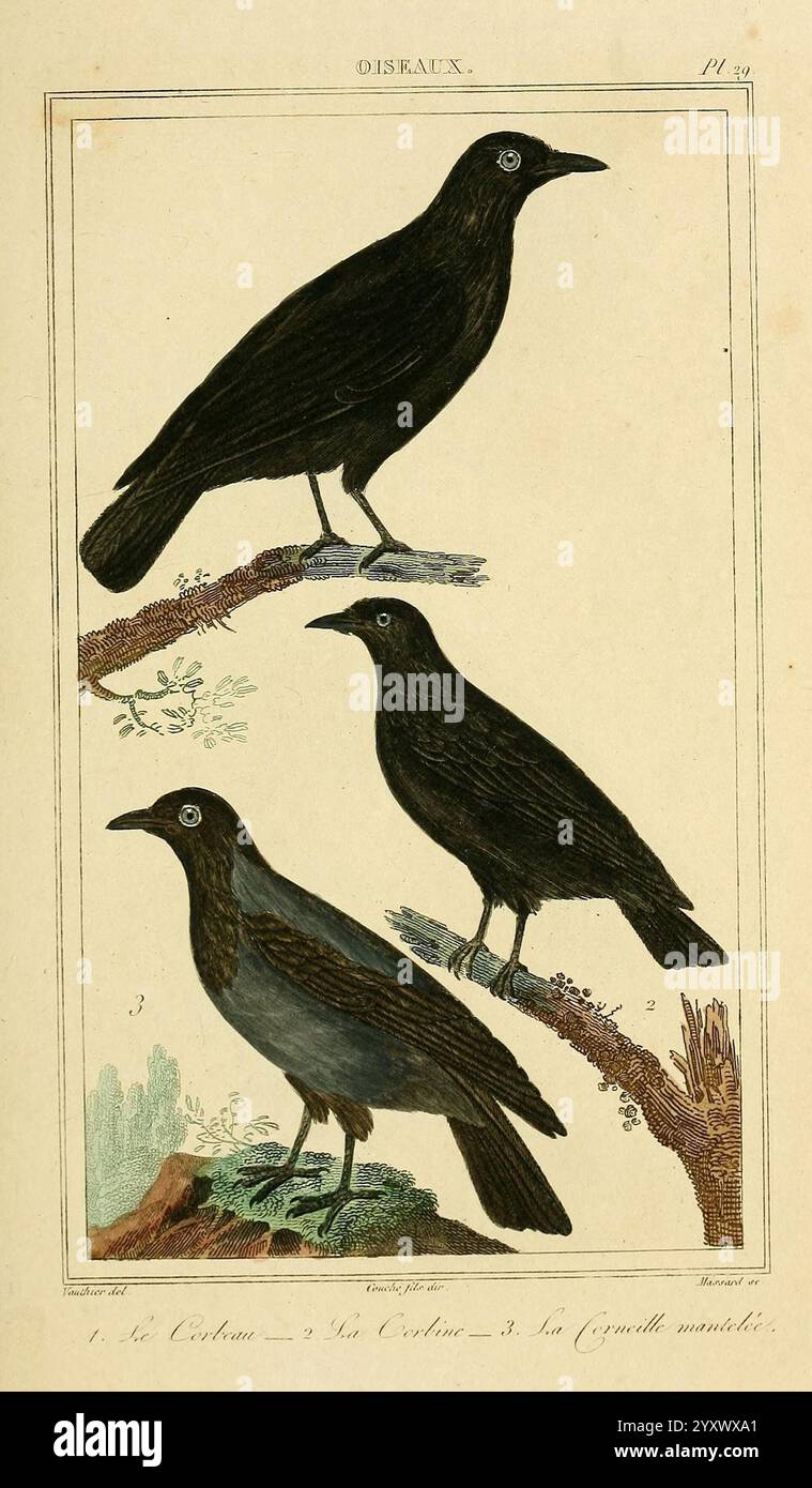 Middle crow displays hi-res stock photography and images - Alamy