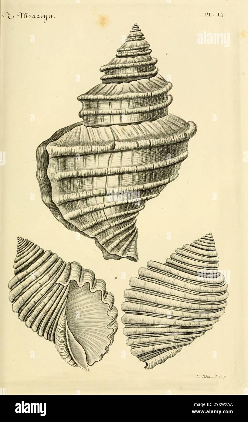 Two additional shells exhibit varied profiles hi-res stock photography ...