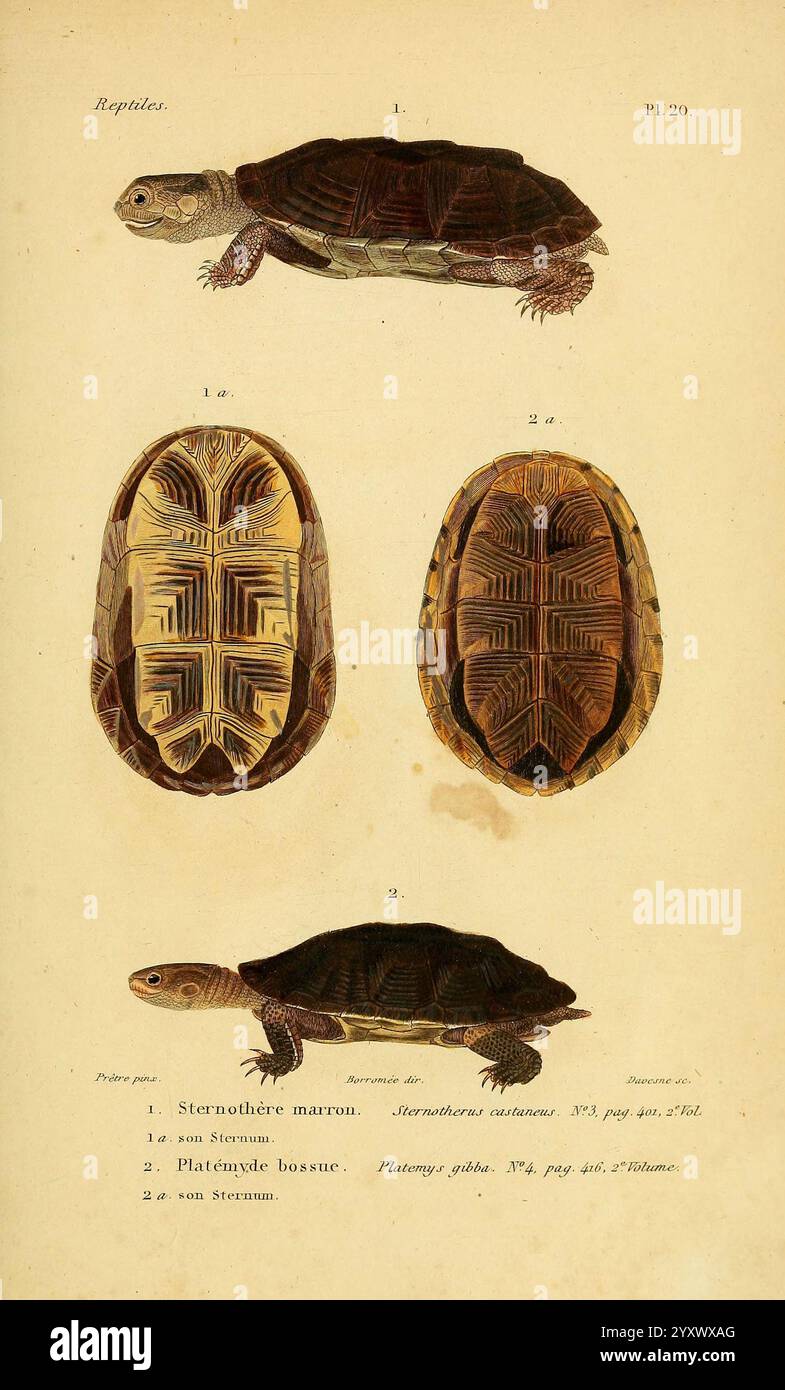 First turtle displays hi-res stock photography and images - Alamy