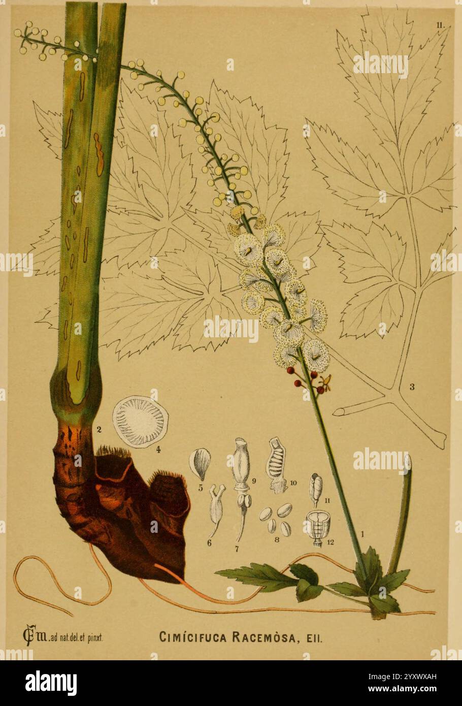 American, medicinal, plants, New York, Boericke, and, Tafel, c1887 ...