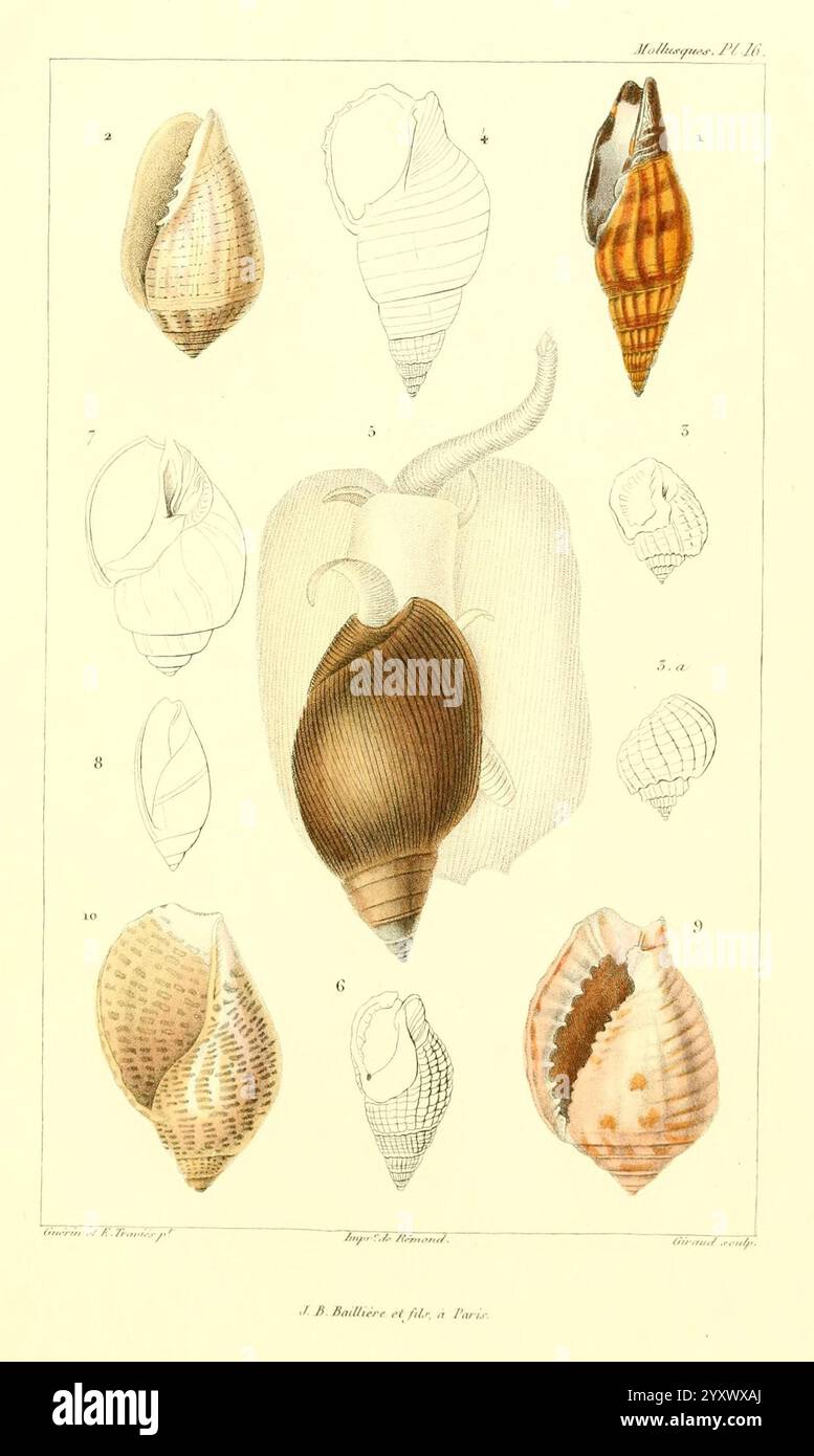 Patterns characteristic of different mollusk species hi-res stock photography and images - Alamy