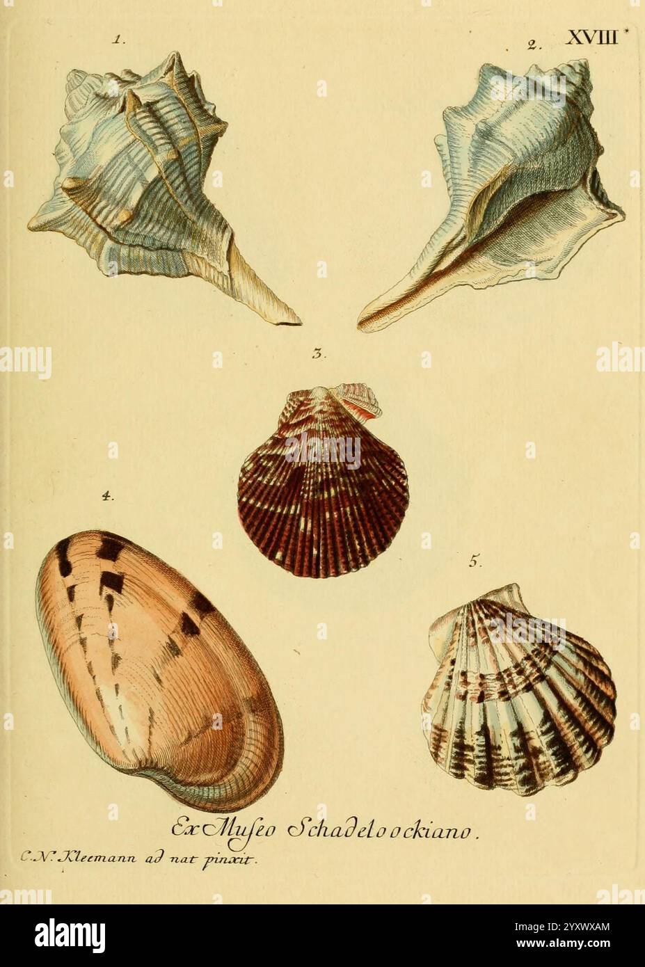 G. W. Knorrs, Verlustiging der oogen en van den geest, of Verzameling ...