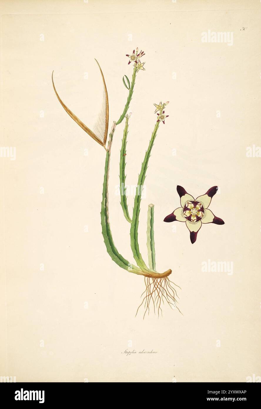 Makad hi-res stock photography and images - Alamy