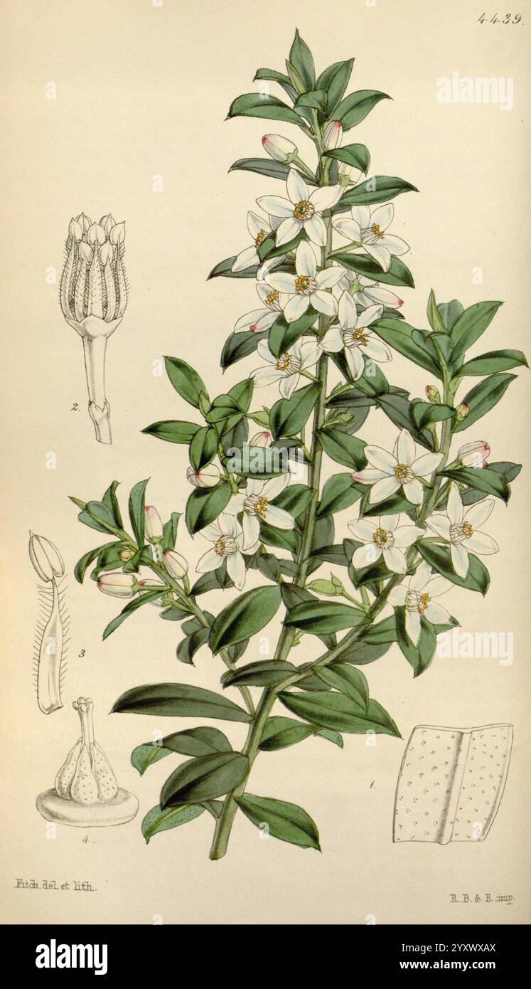 Curtis's Botanical Magazine, London, New York, botany, periodicals ...