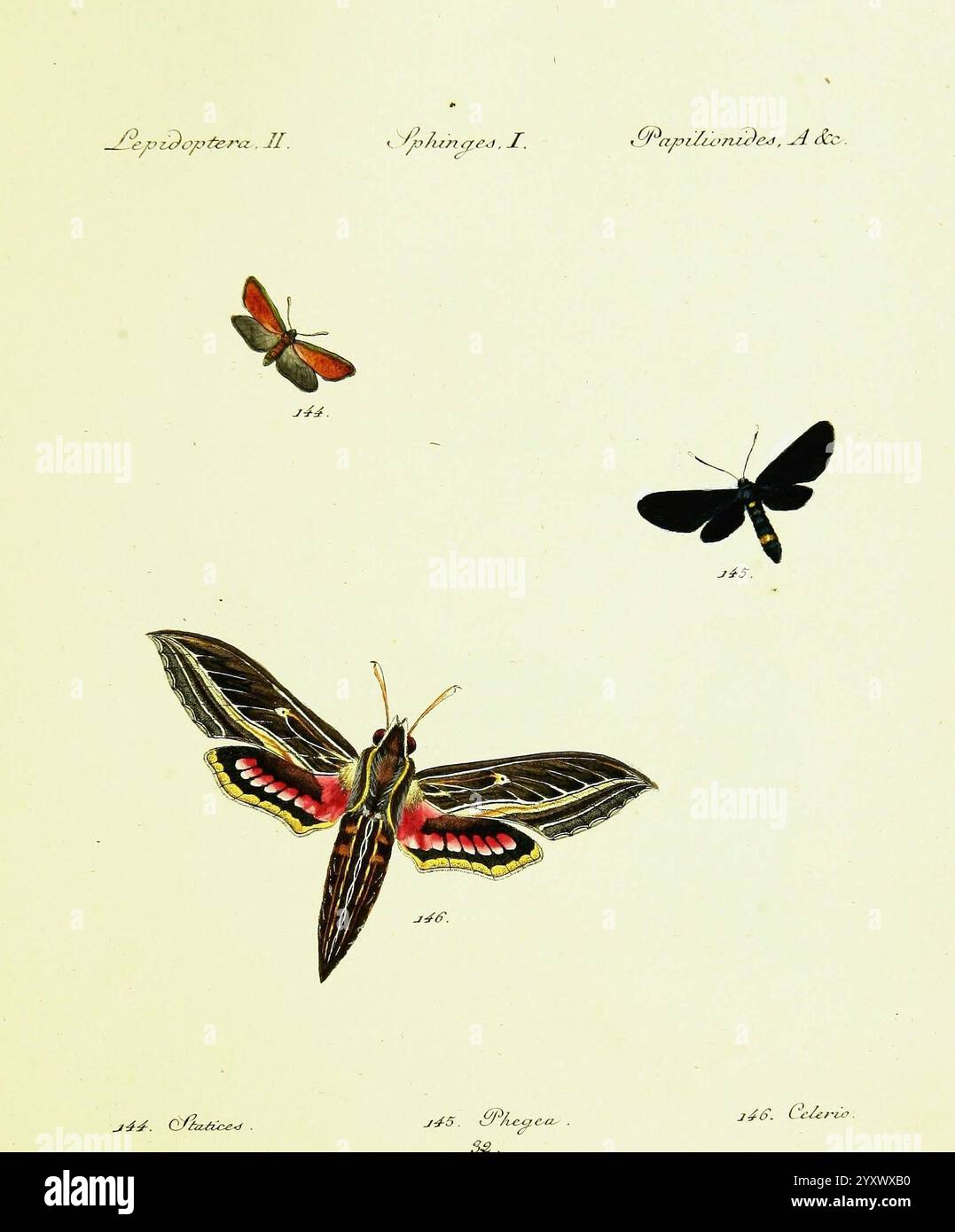 Boasts elongated hi-res stock photography and images - Alamy