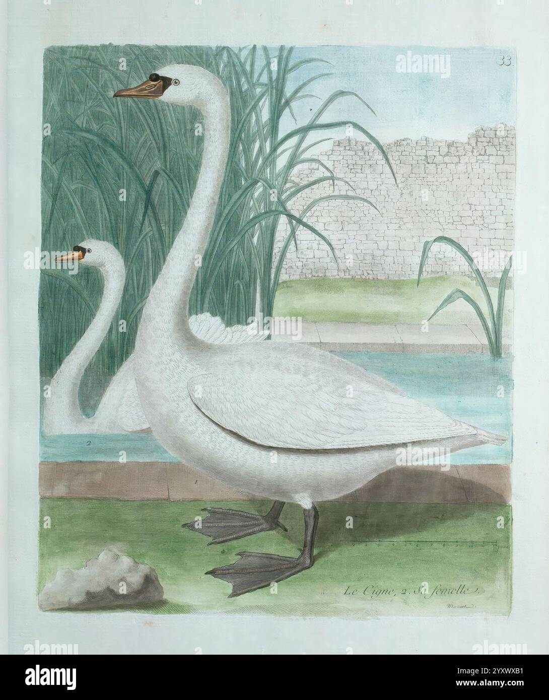 Long grasses subtly frame hi-res stock photography and images - Alamy